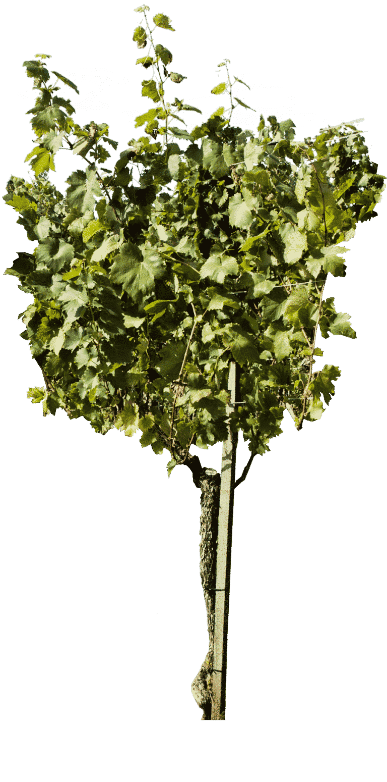 Rebstock-Patenschaft | Südsteiermark | Weingut MUSTER.gamlitz